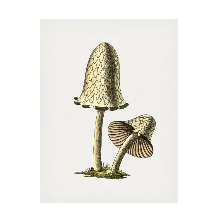Winston Porter Vintage Inky Cap Edible Mushroom On Canvas by Pictufy Print - Wayfair Canada